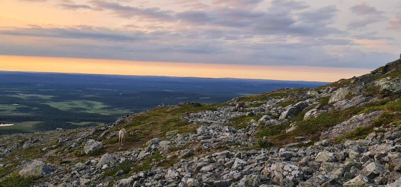 Levi: Pallas Panoramic Hike - An Authentic Finnish Wilderness Day