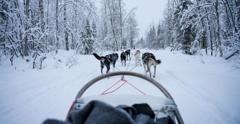 Levi Polar Lights Tours: Arctic Circle Guided Husky Tour - Key Points