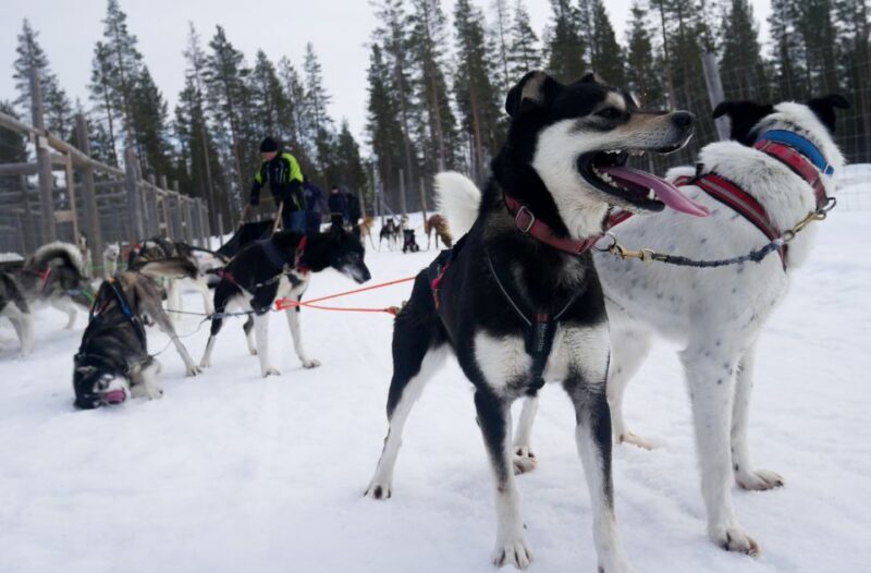 Levi Polar Lights Tours: Arctic Circle Guided Husky Tour - What to Expect from the Husky Sled Tour