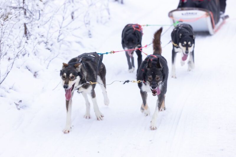 Levi Polar Lights Tours: Arctic Circle Guided Husky Tour - Breakdown of the Tour Itinerary