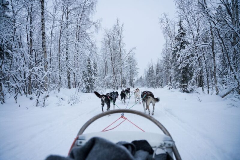 Levi Polar Lights Tours: Arctic Circle Guided Husky Tour - Final Thoughts