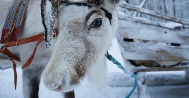 Levi Polar Lights Tours: Reindeer and Husky Taster - An Honest Look at the Experience