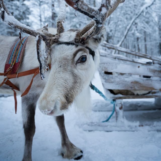 Levi Polar Lights Tours: Reindeer and Husky Taster - FAQ