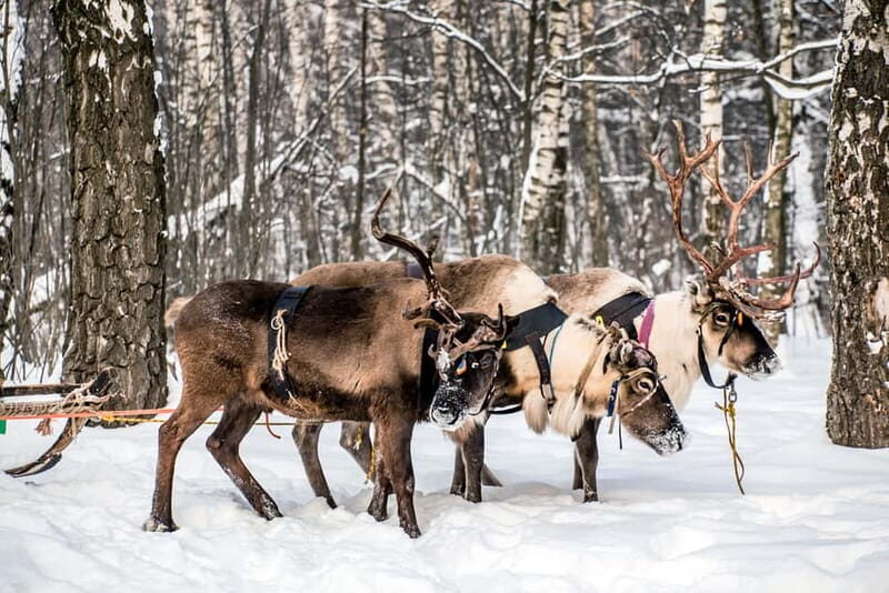 Levi: Reindeer Experience with Sled Ride - Introduction