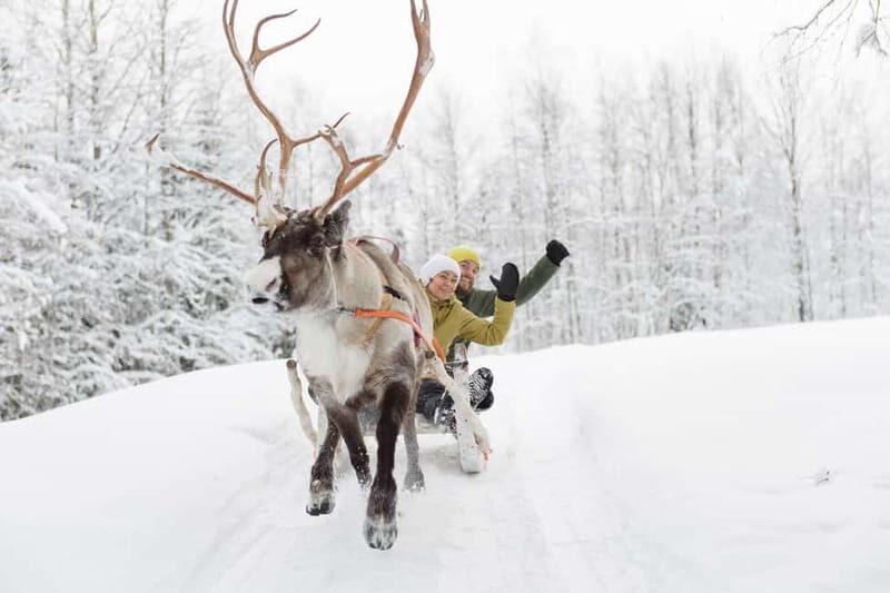 Levi: Reindeer Experience with Sled Ride - The Experience: Pros and Cons