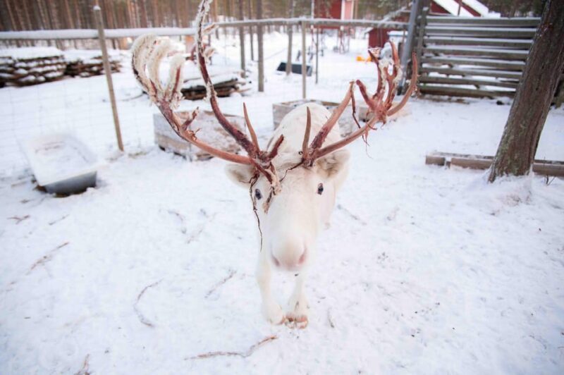 Levi: Reindeer Farm E-Fatbike Safari - The Price and Its Value