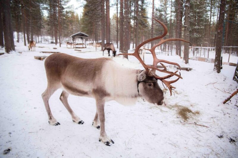 Levi: Reindeer Farm E-Fatbike Safari - FAQs