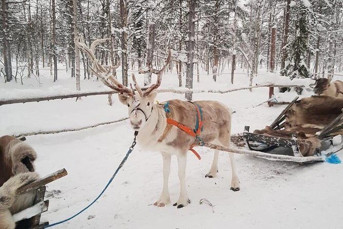 Levi Reindeer Safari - Long or Quick - with Sledge Ride - What Travelers Are Saying: Authentic Perspectives