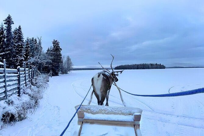 Levi Reindeer Safari - Long or Quick - with Sledge Ride - FAQs