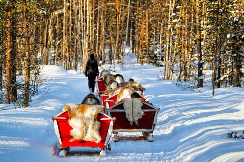 Levi: Reindeer Sleigh Ride Tour in Snowy Forest - A Deep Dive into the Reindeer Sleigh Ride Experience