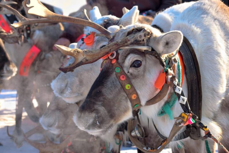 Levi: Reindeer Sleigh Ride Tour in Snowy Forest - FAQs