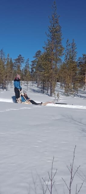 Levi: Self-Drive 5 KM Husky Sledding Experience - What Makes This Tour Unique?