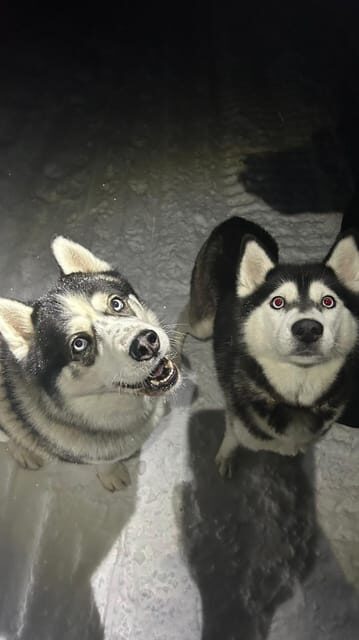 Levi: Self-Drive 5 KM Husky Sledding Experience - The Significance of the Experience