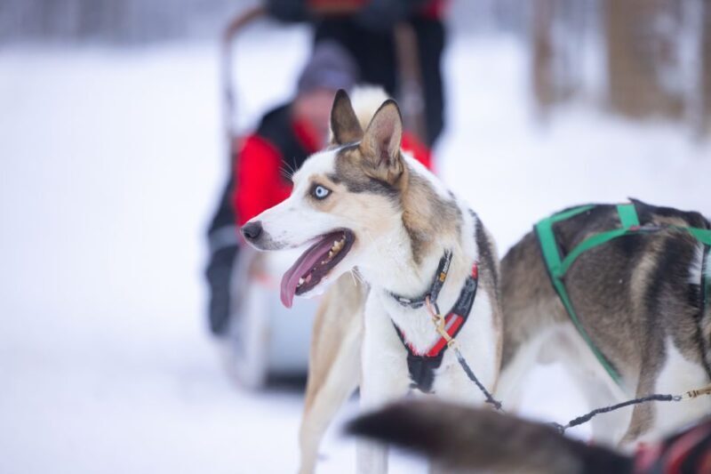 Levi: Self-Drive Guided Husky Tour - Introduction: An Experience Worth Considering