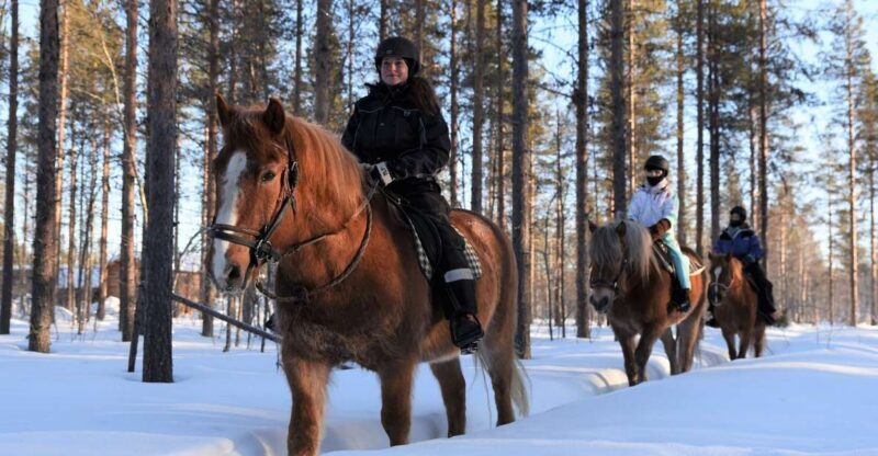 Levi: Snowy Forest Ride and Polar Lights Tours - Levi: Snowy Forest Ride and Polar Lights Tours — An Authentic Arctic Experience