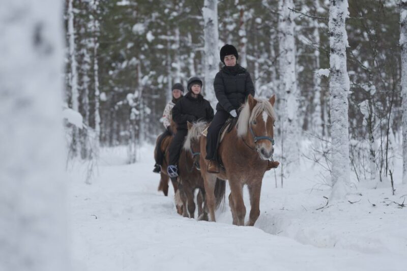 Levi: Snowy Forest Ride and Polar Lights Tours - Who Should Consider This Tour?