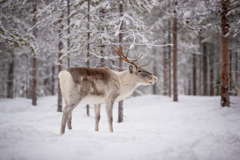 Levi: Traditional Reindeer Husbandry Experience - The Journey to the Reindeer Farm
