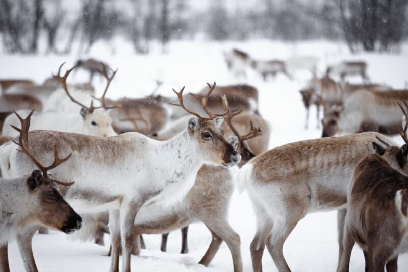 Levi: Traditional Reindeer Husbandry Experience - Meeting and Observing Reindeer in the Wild