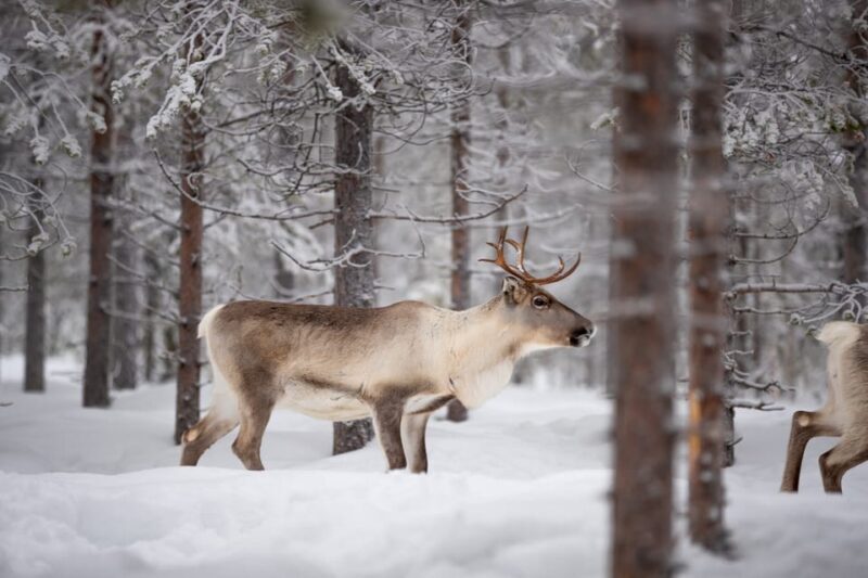Levi: Winter Highlights Family Day - A Detailed Look at the Experience