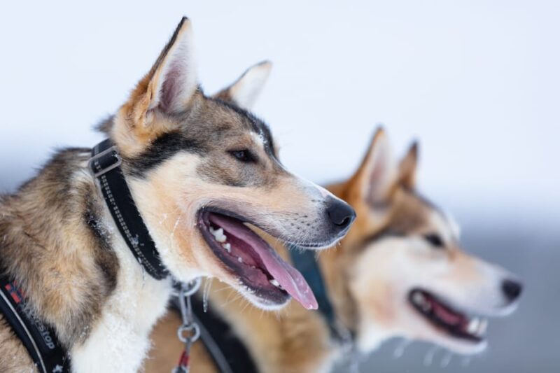 Levi: Winter Highlights Family Day - Final Thoughts