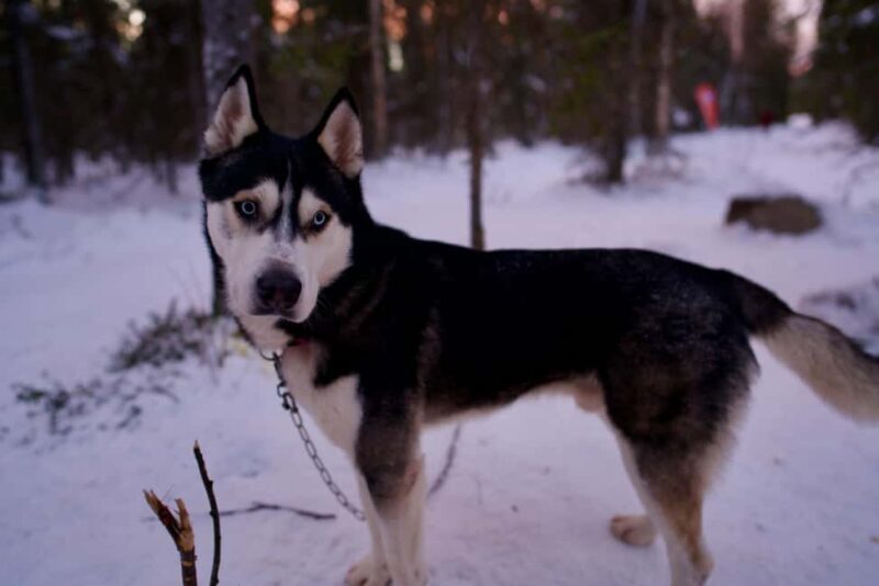 Levi: Winter Wilderness Husky & Reindeer Safari Combo Tour - A Closer Look at the Levi Winter Wilderness Safari