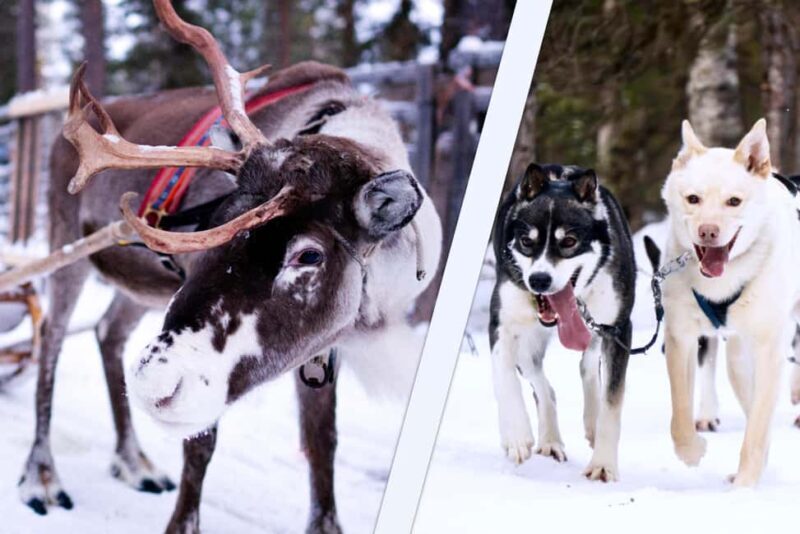 Levi: Winter Wilderness Husky & Reindeer Safari Combo Tour - Who Should Consider This Tour?