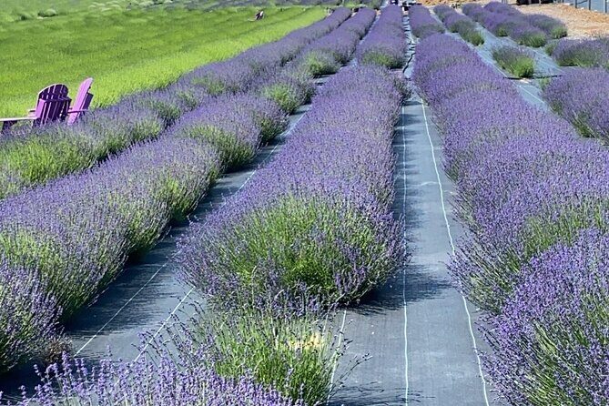 Lewin Farms, Lavender By The Bay and Tanger Outlets Full-Day Tour - Introduction