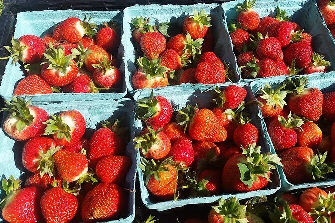 Lewin Farms, Lavender By The Bay and Tanger Outlets Full-Day Tour - FAQs