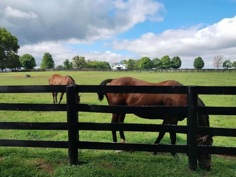 Lexington: Thoroughbred Horse Farm Tour and Scenic Bluegrass - Authentic Faces of Lexington: What Visitors Say