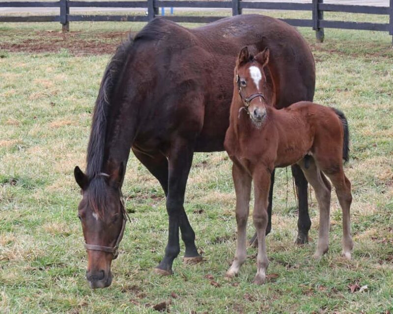 Lexington: Thoroughbred Horse Farm Tour and Scenic Bluegrass - The Sum Up: Who Will Love This Tour?