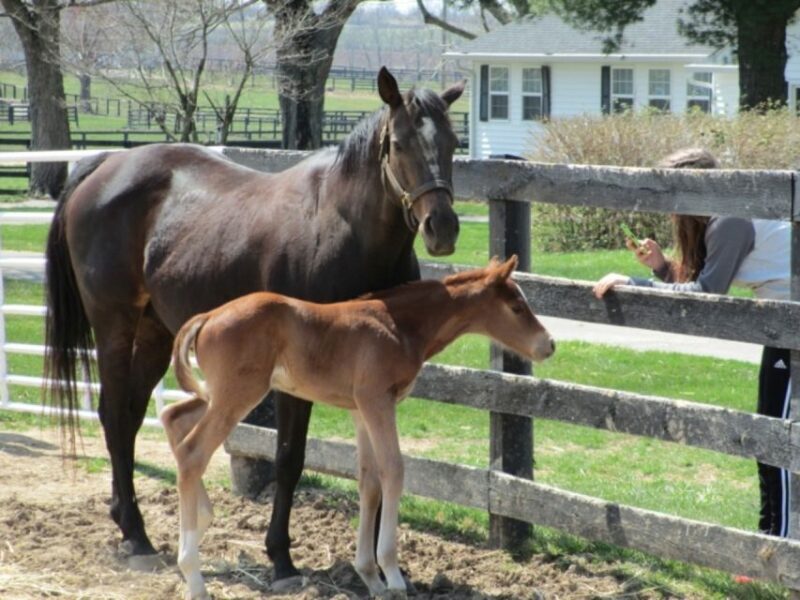 Lexington: Thoroughbred Horse Farm Tour and Scenic Bluegrass - Discovering Lexington’s Bluegrass Country