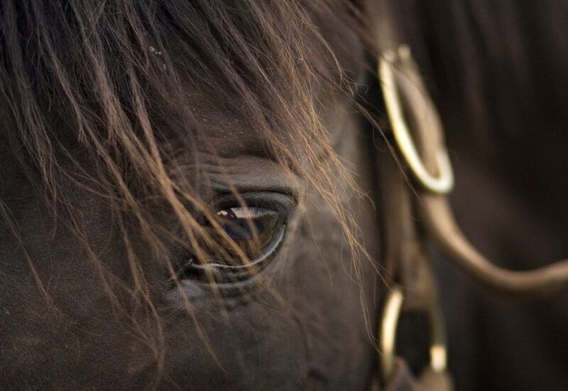 Lexington: Thoroughbred Horse Farm Tour and Scenic Bluegrass - The Transportation and Group Experience