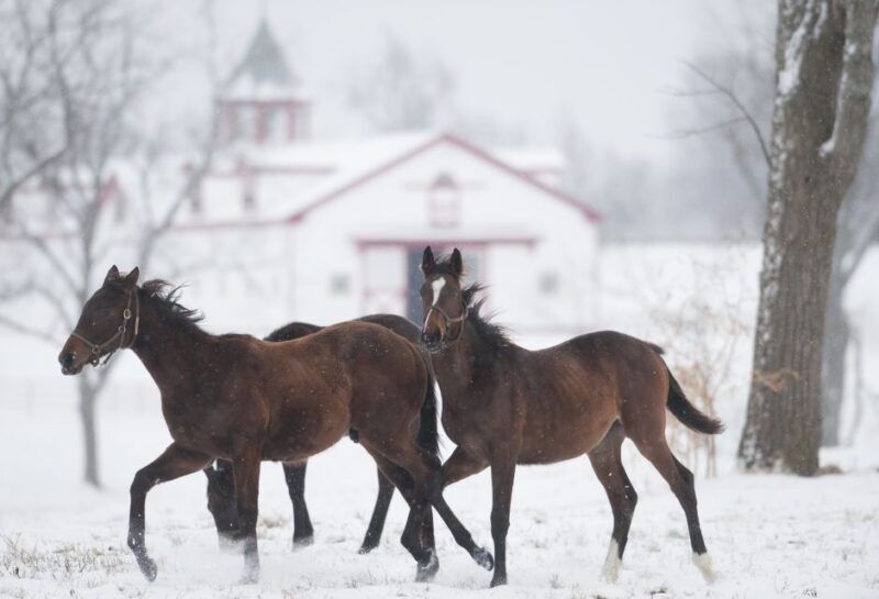 Lexington: Thoroughbred Horse Farm Tour and Scenic Bluegrass - The Experience Itself: Our Guests’ Perspective