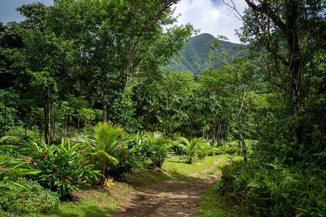 Liamuiga Natural Farm Tour - St.Kitts' Coffee Farm - Key Points