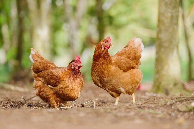 Liamuiga Natural Farm Tour - St.Kitts' Coffee Farm - The Sum Up