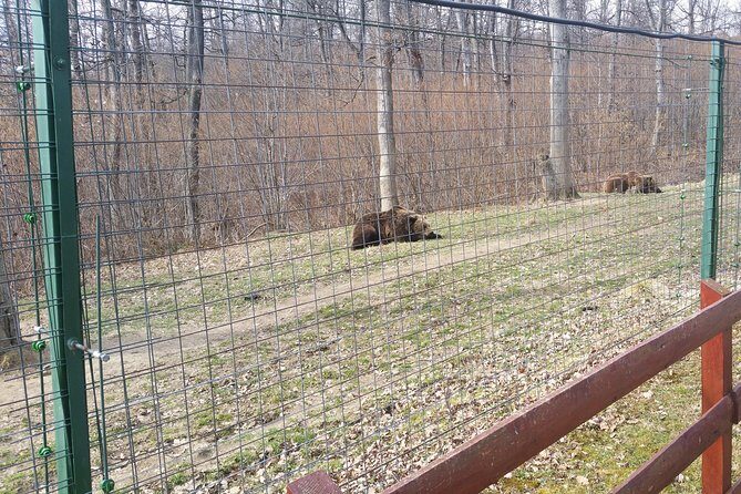 LiBearty Bear Sanctuary Zarnesti Small-Group Trip from Brasov - Exploring the LiBearty Bear Sanctuary Zarnesti Small-Group Trip from Brasov