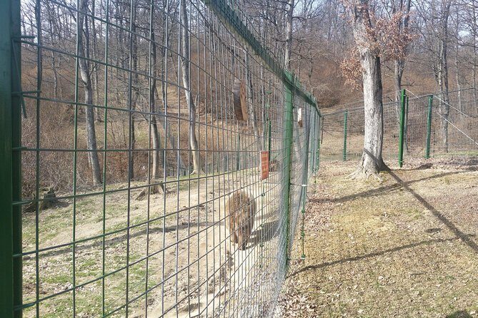 LiBearty Bear Sanctuary Zarnesti Small-Group Trip from Brasov - Key Points