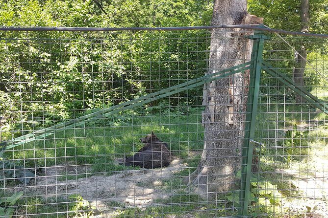 LiBearty Bear Sanctuary Zarnesti Small-Group Trip from Brasov - Who Will Love This Tour?