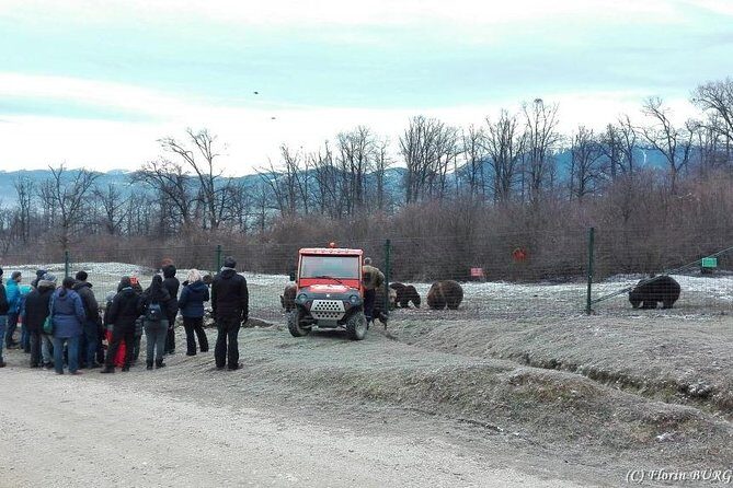 LiBEARty - the Brown Bear Sanctuary from Zarnesti - Key Points