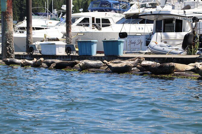 Liberty Bay Wildlife Kayaking - The Sum Up