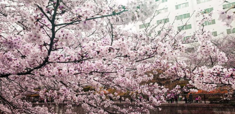 Licensed Guide Tokyo Meguro Cherry Blossom Walking Tour - The Itinerary in Detail: What You’ll Experience
