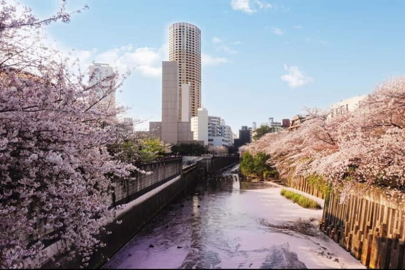 Licensed Guide Tokyo Meguro Cherry Blossom Walking Tour - Authentic Feedback & Perspectives