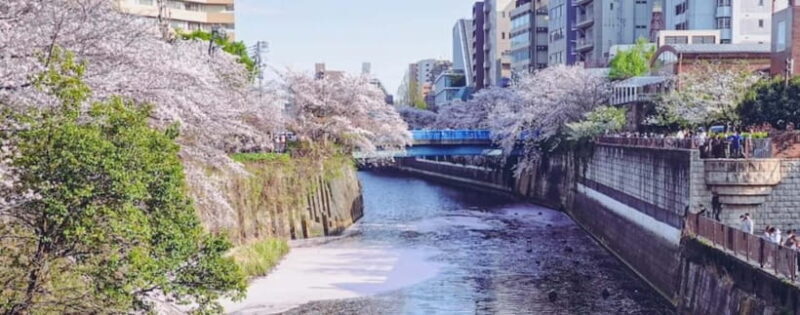 Licensed Guide Tokyo Meguro Cherry Blossom Walking Tour - Final Thoughts: Is It Worth Your Time?