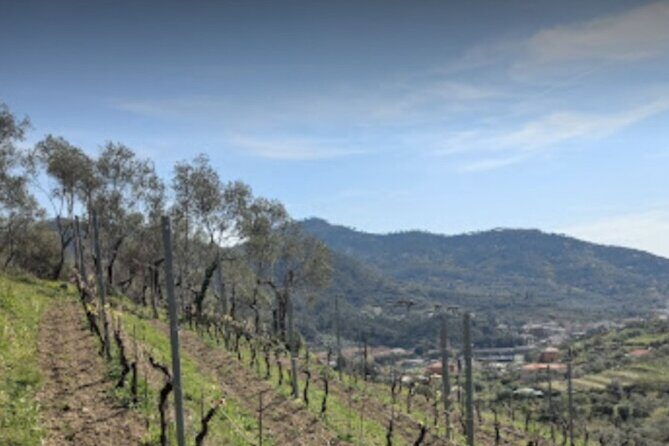 Lievàntu Wine Experience - Discovering the Vallata di Levanto: An Authentic Journey