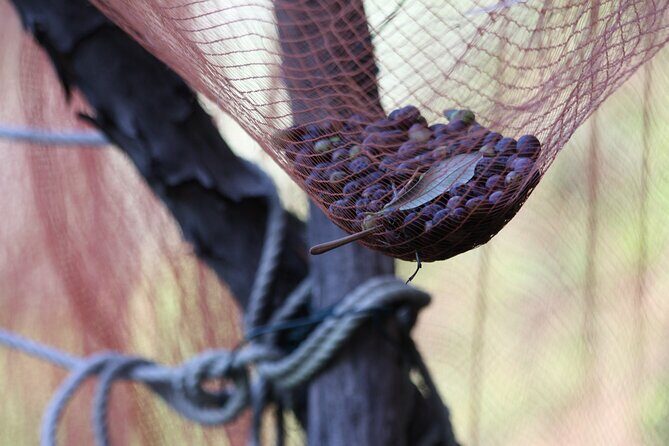 Lievàntu Wine Experience - Final Thoughts: Is This Tour Right for You?