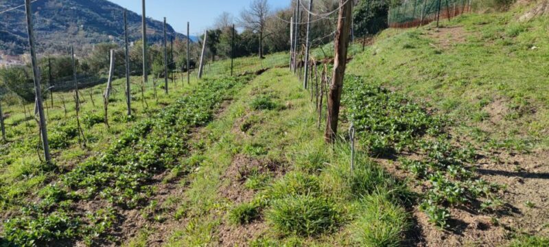 Lievàntu Wine Experience: Tour & tasting in Levanto Valley - Key Points