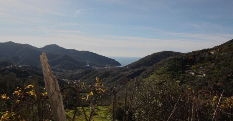 Lievàntu Wine Experience: Tour & tasting in Levanto Valley - An In-Depth Look at the Lievàntu Wine Experience