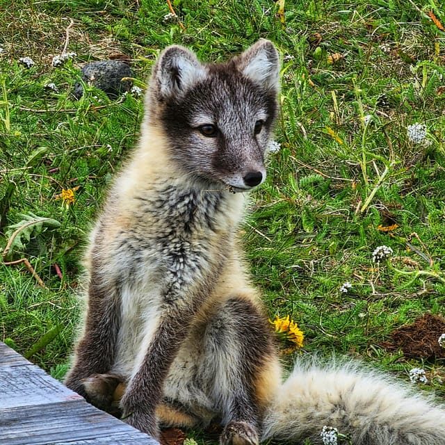 Lightweighted walk through wild Arctic Nature - Key Points