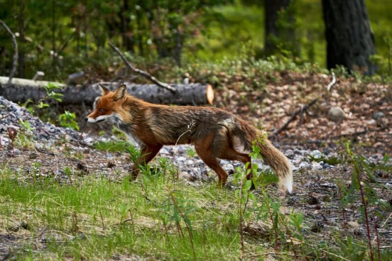 Lightweighted walk through wild Arctic Nature - Who Will Love This Tour?