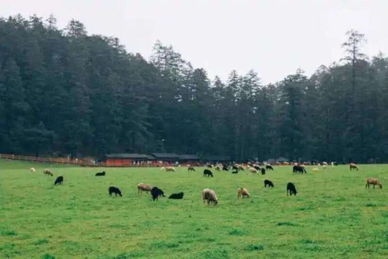 Lijiang: Jade Dragon Snow Mountain with Scenic Train Tour - Final Remarks: Who Will Love This Tour?